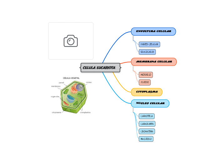 CELULA EUCARIOTA2 - Mind Map